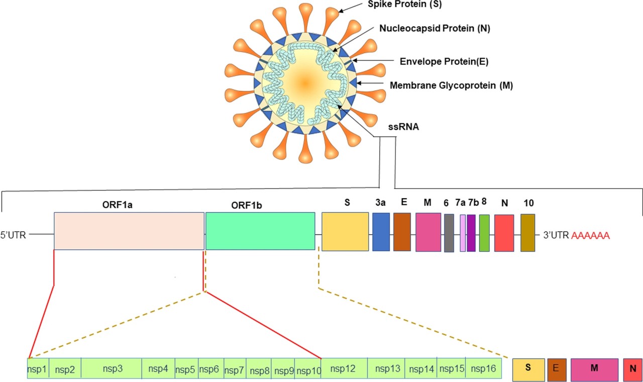 レプリコンワクチンのしくみ - tar0log